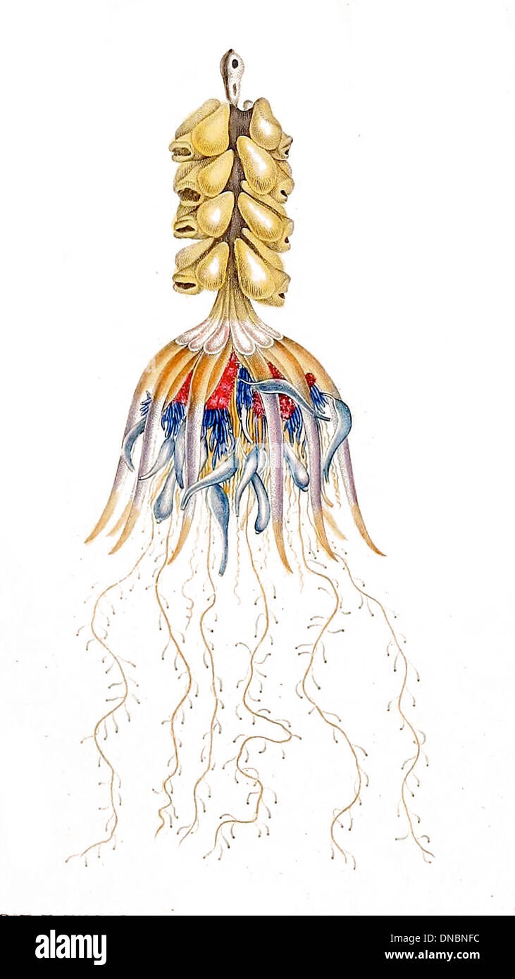 Physophora is a genus of deep-sea siphonophores known for their ...