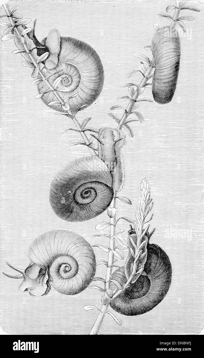 Ramshorn snail shell Black and White Stock Photos & Images - Alamy