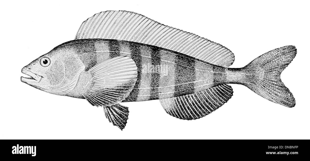 Fish species identification Black and White Stock Photos & Images - Alamy