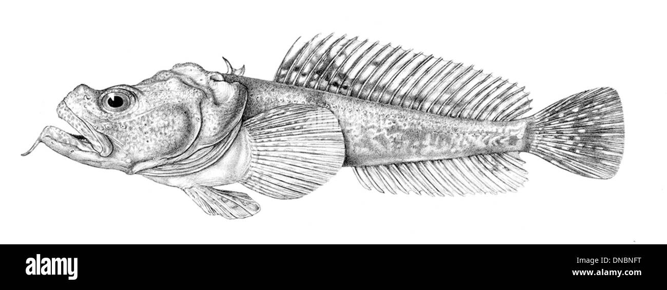 Scotti hi-res stock photography and images - Alamy