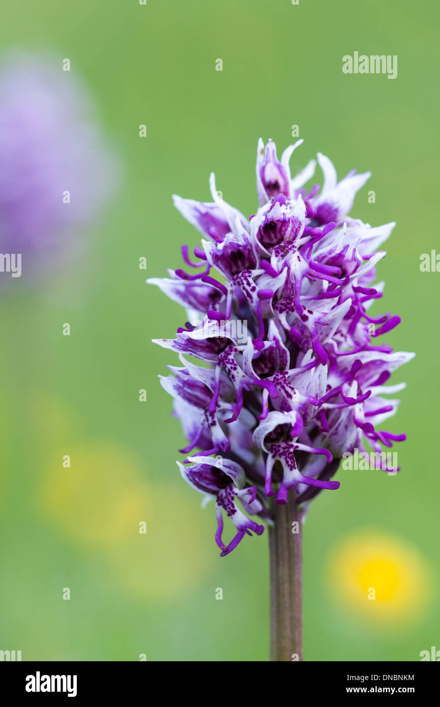Monkey orchid orchis simia in hi-res stock photography and images - Alamy