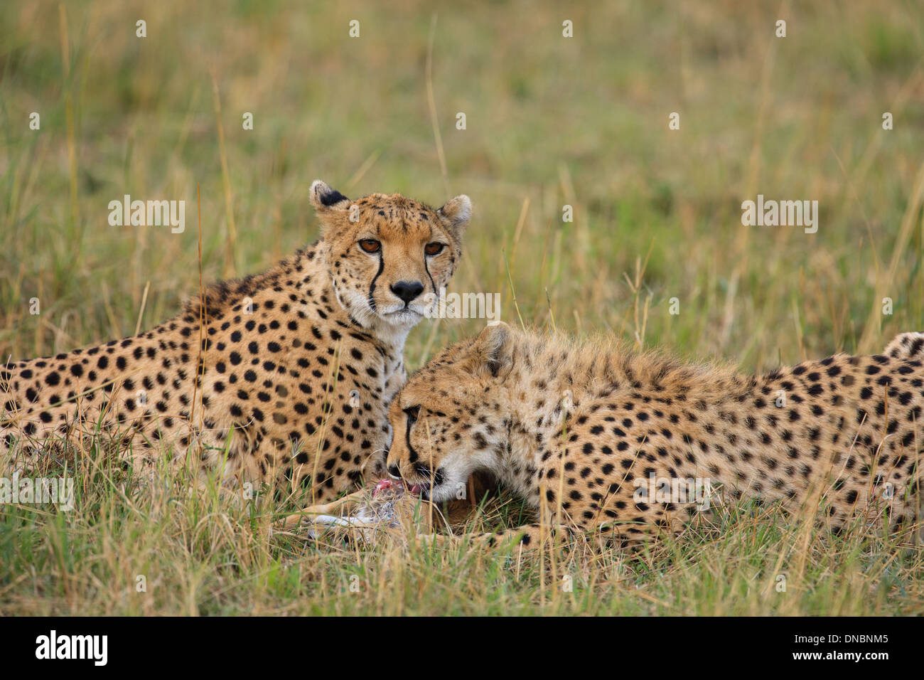 Cheetah female with cub eating Stock Photo - Alamy