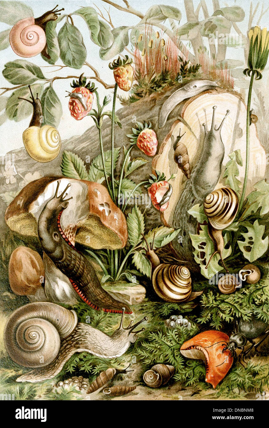 Pulmonata refers to an order of gastropods that includes land snails and some freshwater species ...