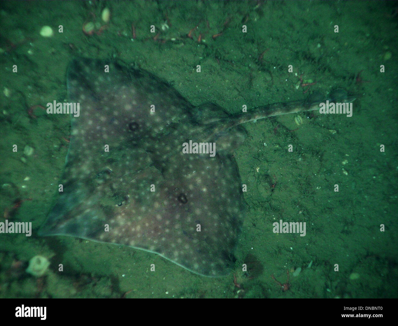 Rhina hi-res stock photography and images - Alamy