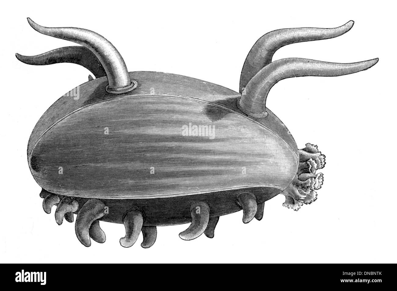 Deep sea cucumber species hi-res stock photography and images - Alamy