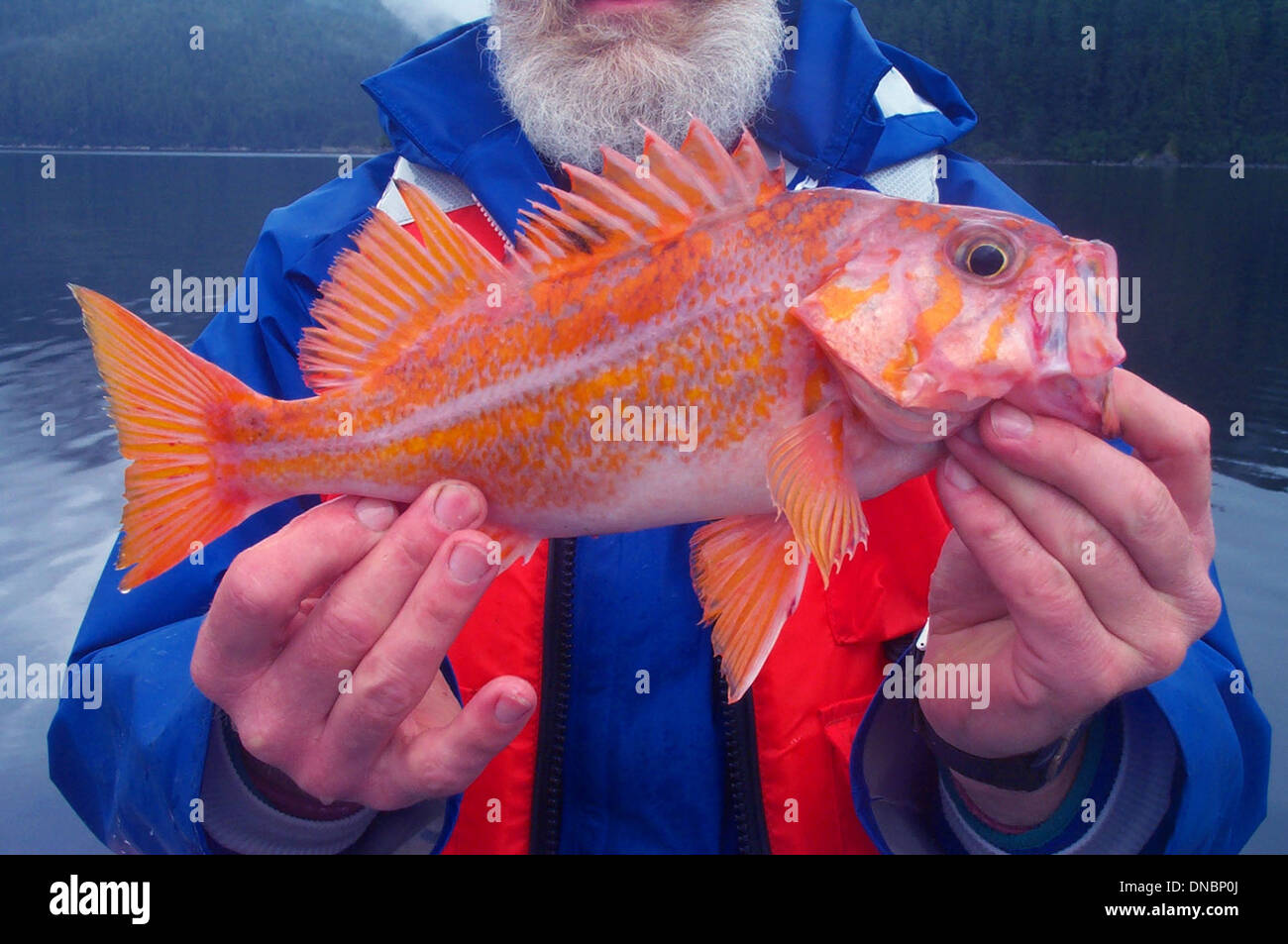 Sebastes genus hi-res stock photography and images - Alamy