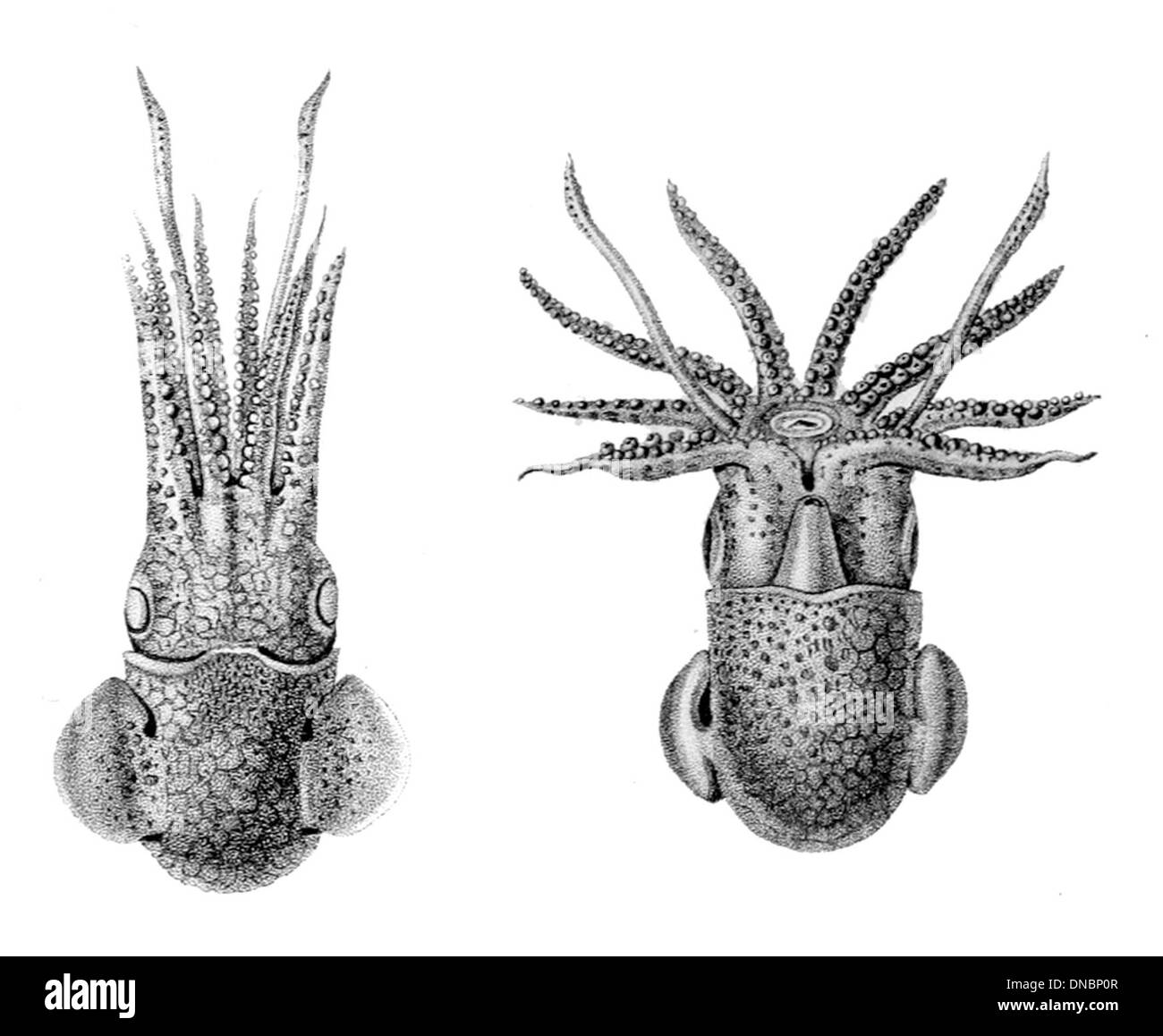 Sepiola rondeleti hi-res stock photography and images - Alamy