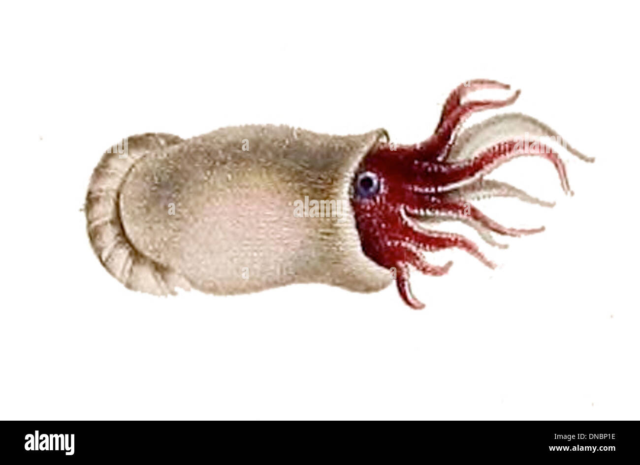 Spirula spirula, or the Ram's Horn Squid, is a small, deep-sea squid ...