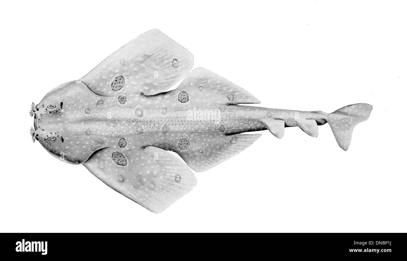 Smoothback Angelshark