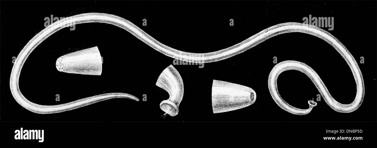 Strongylus Vulgaris Ova