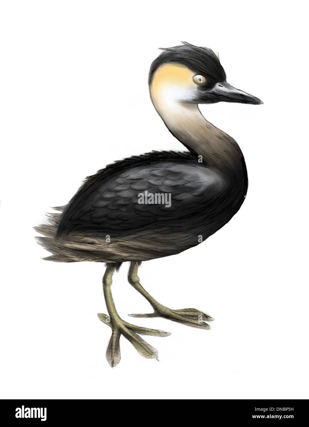 Neck during Cut Out Stock Images & Pictures - Alamy