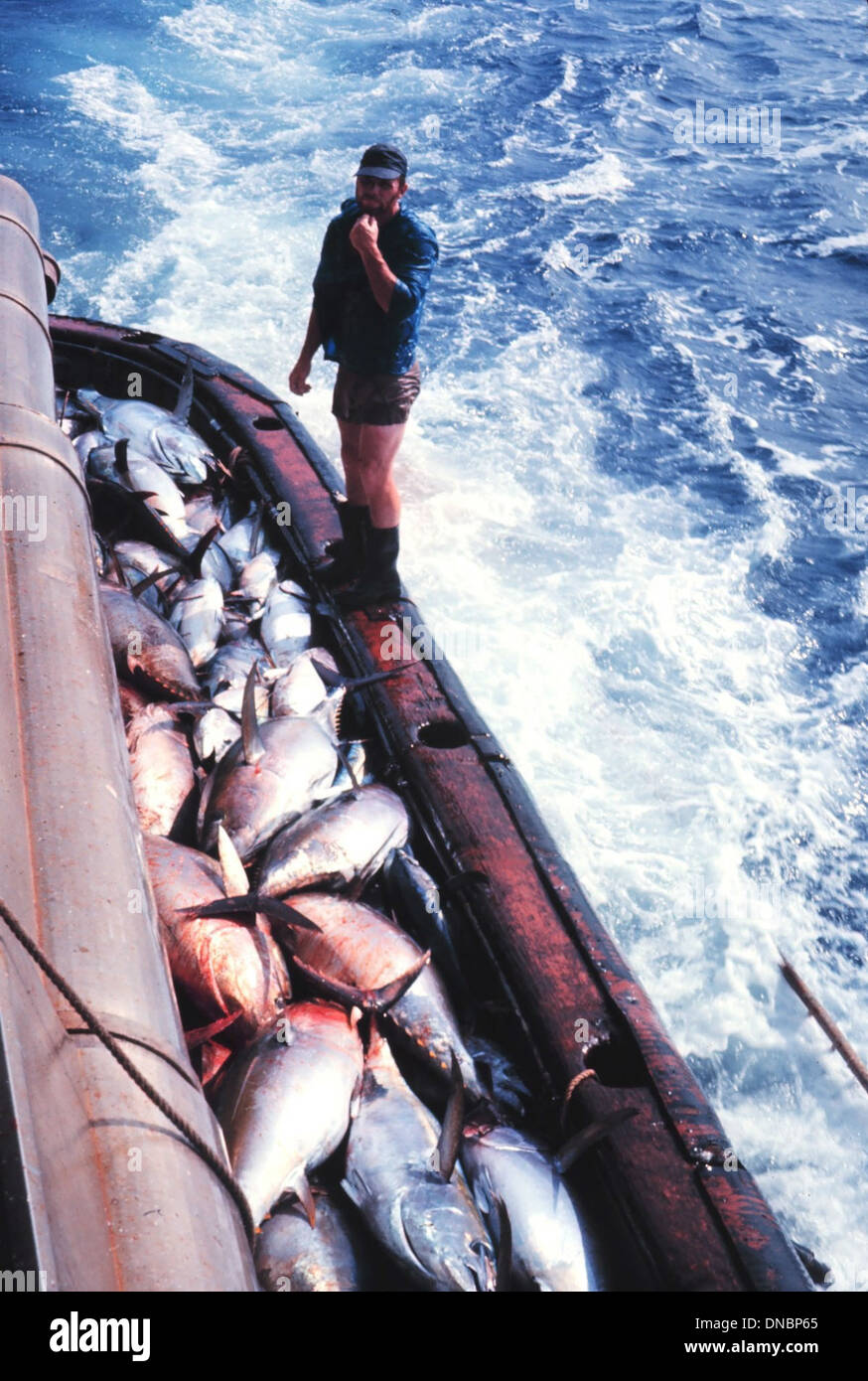 Thunnus obesus hi-res stock photography and images - Alamy