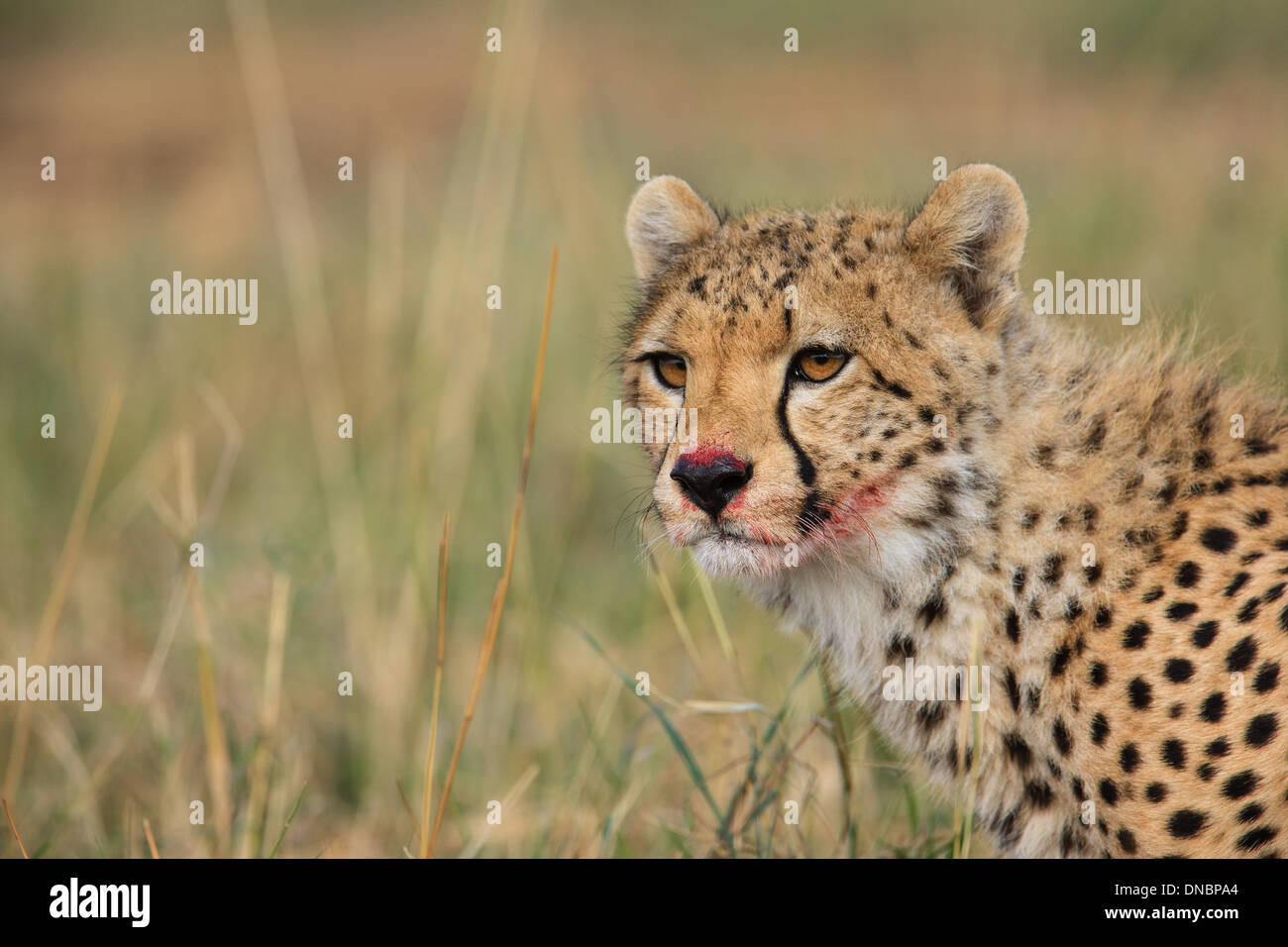 Blood reserve hi-res stock photography and images - Alamy