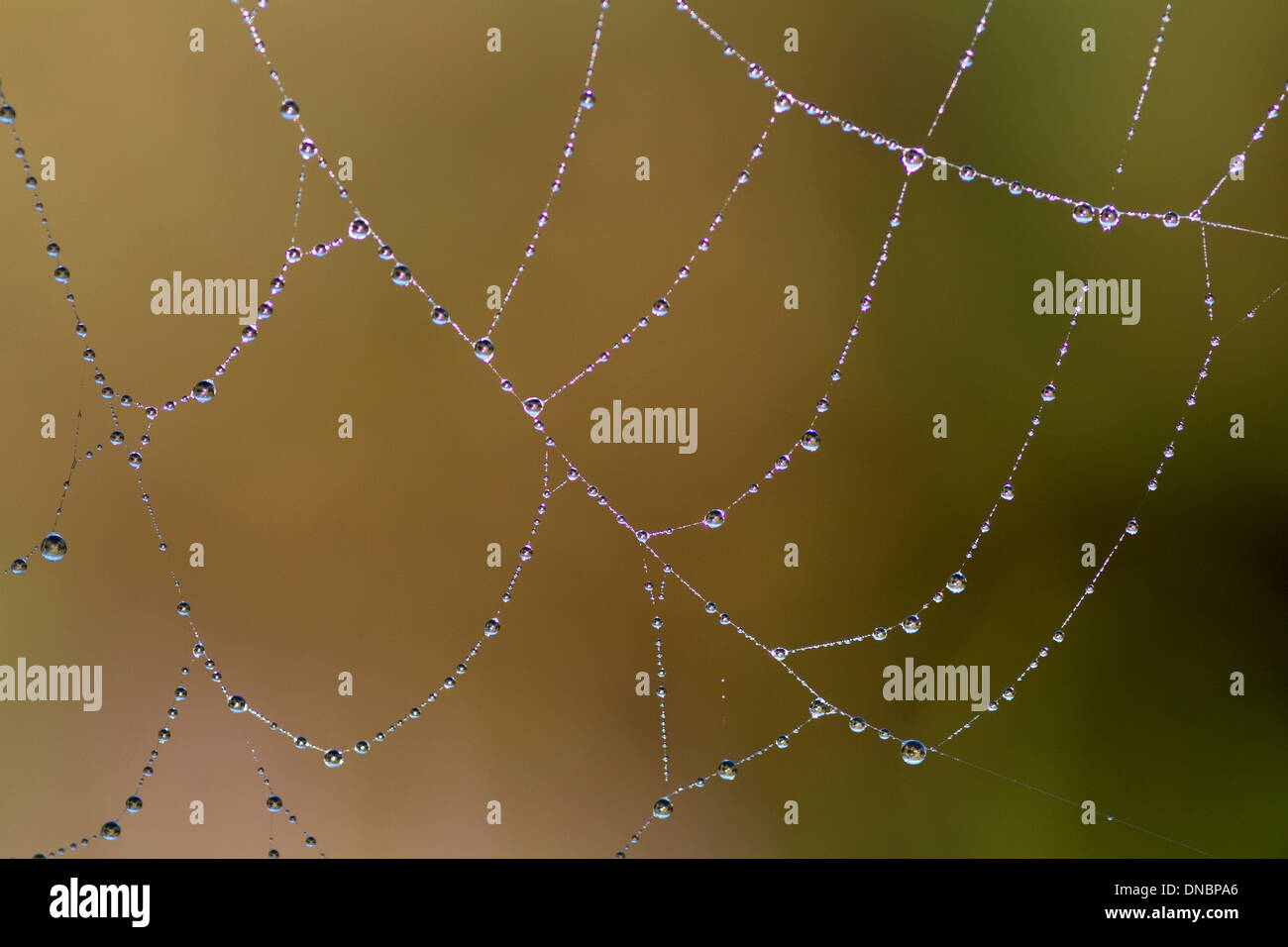 Water droplets on a spider's web Stock Photo - Alamy