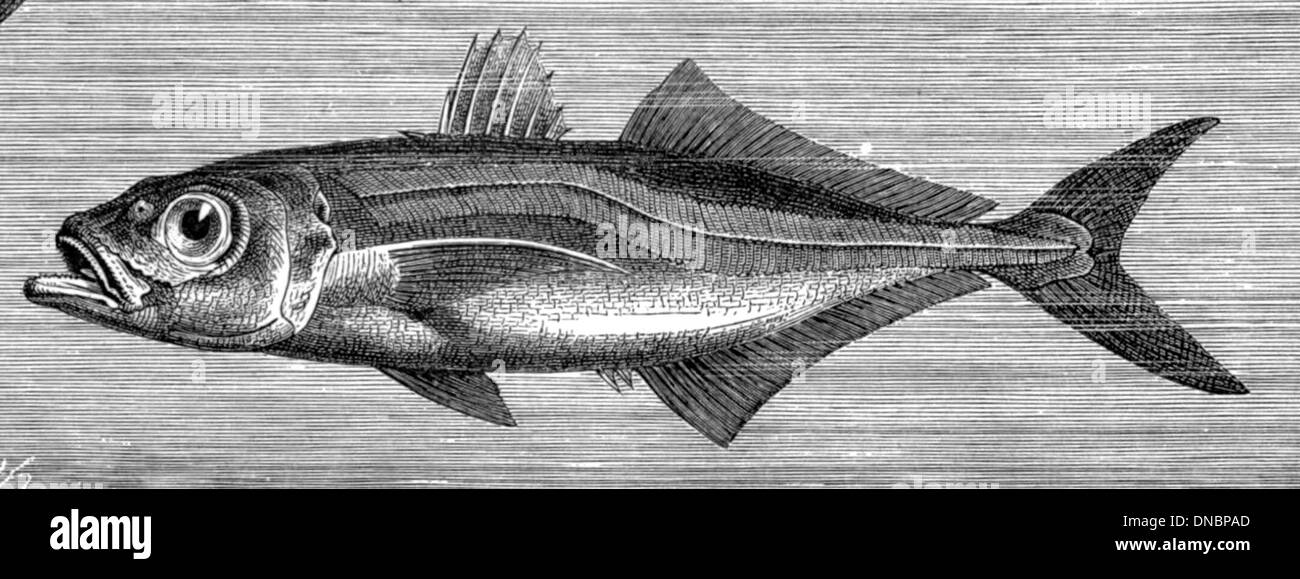 Trachurus hi-res stock photography and images - Alamy