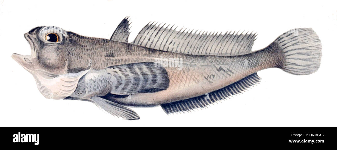 Trematomus hansoni, commonly known as Hanson's icefish, is a species of ...