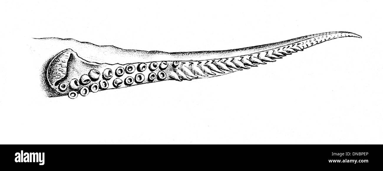 Hectocotylus hi-res stock photography and images - Alamy