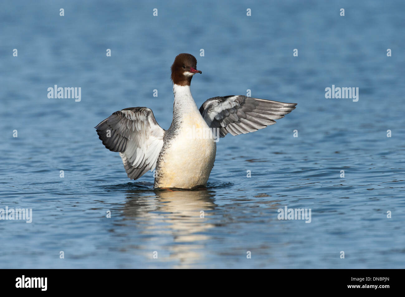 Female goosander hi-res stock photography and images - Alamy