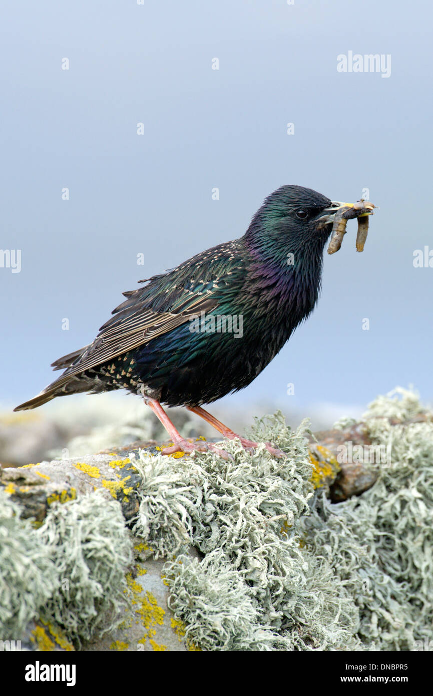 Common Starling (Sturnus vulgaris) – UK Stock Photo - Alamy
