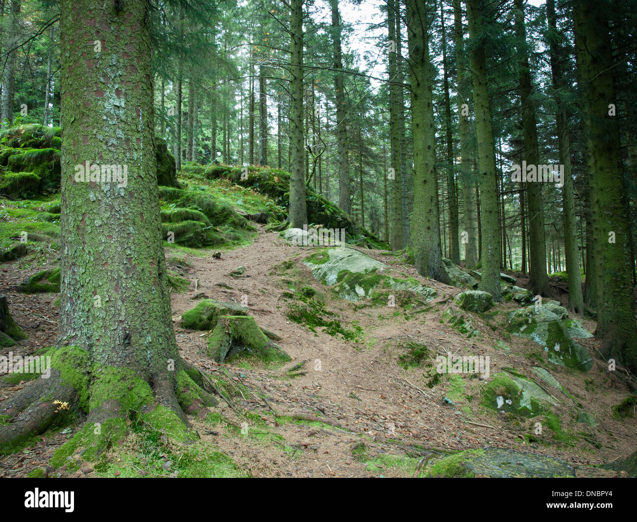 Mount floyen bergen tree hi-res stock photography and images - Alamy