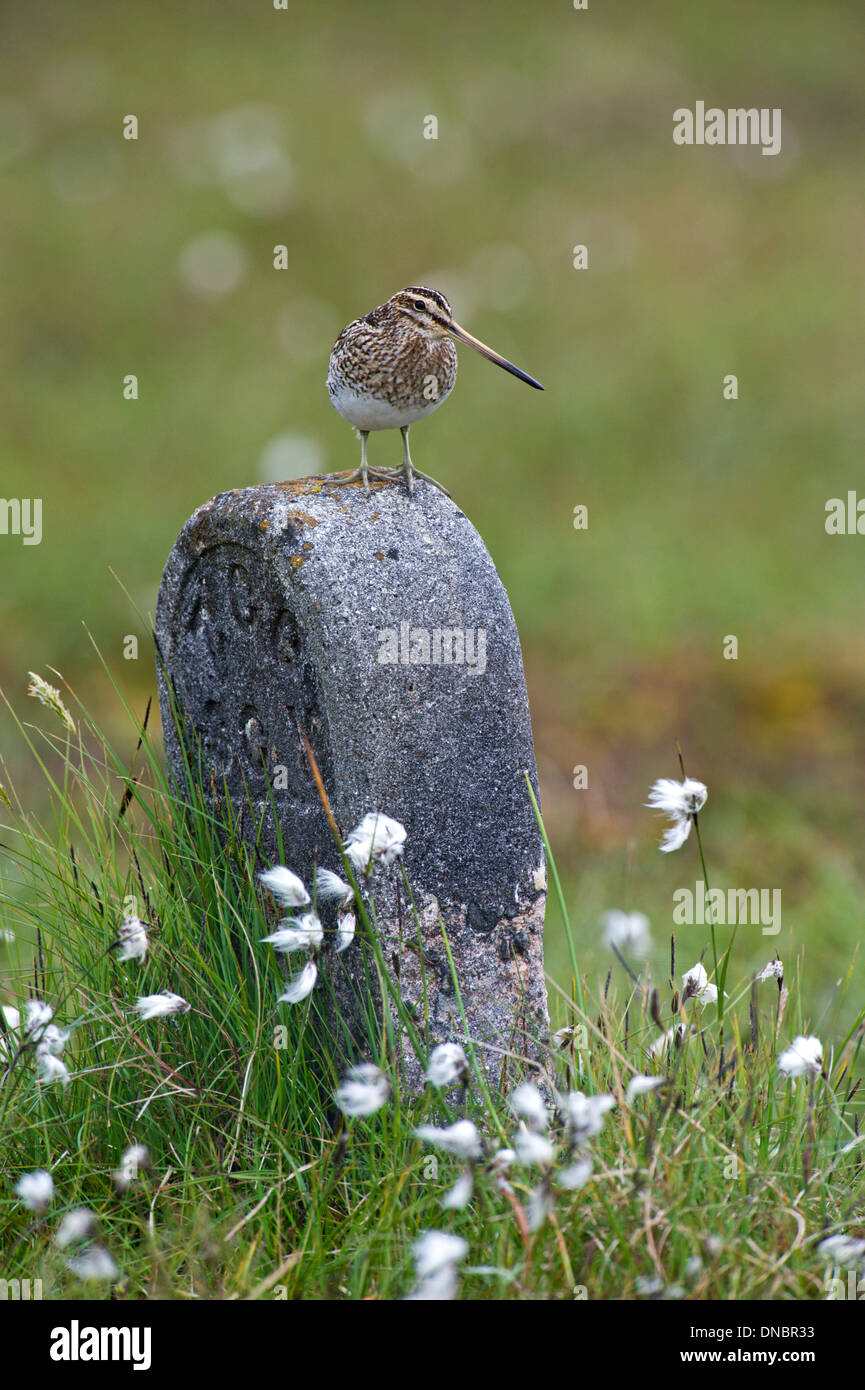 Snipe bird hi-res stock photography and images - Alamy