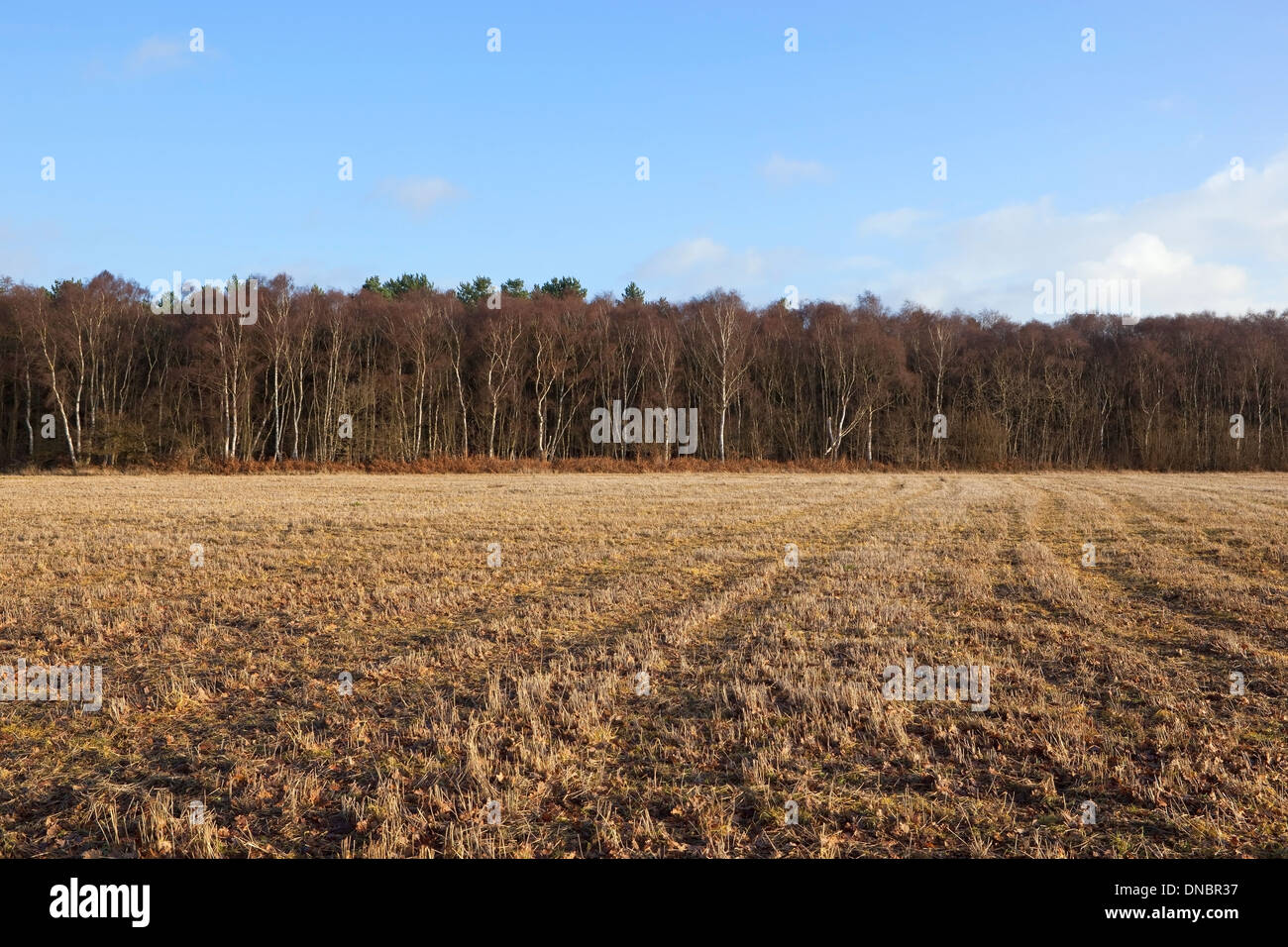 English winter landscape with birch trees and stubble under a blue sky ...