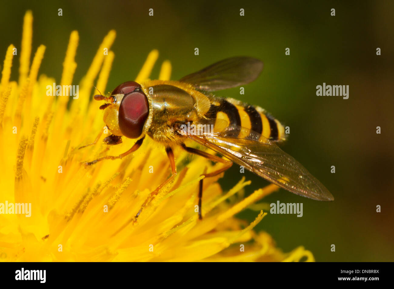 Hoverfly compound eyes hi-res stock photography and images - Alamy
