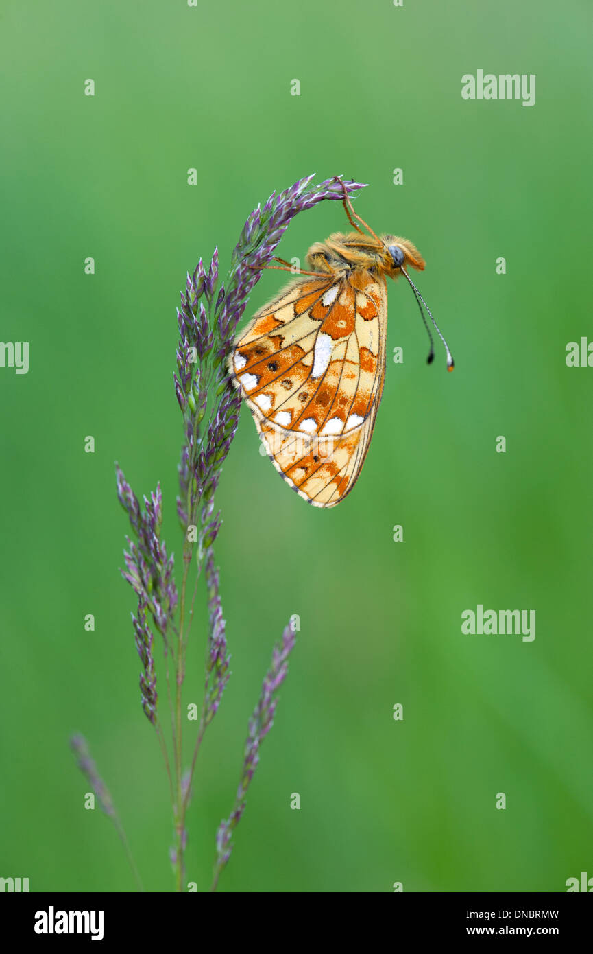 Pearl bordered fritillary hi-res stock photography and images - Alamy