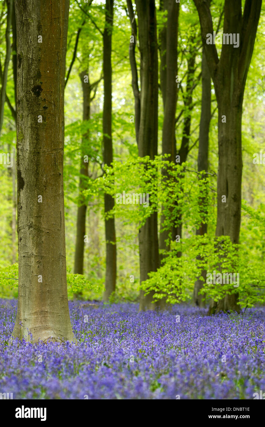 Hyacinthoides hi-res stock photography and images - Alamy