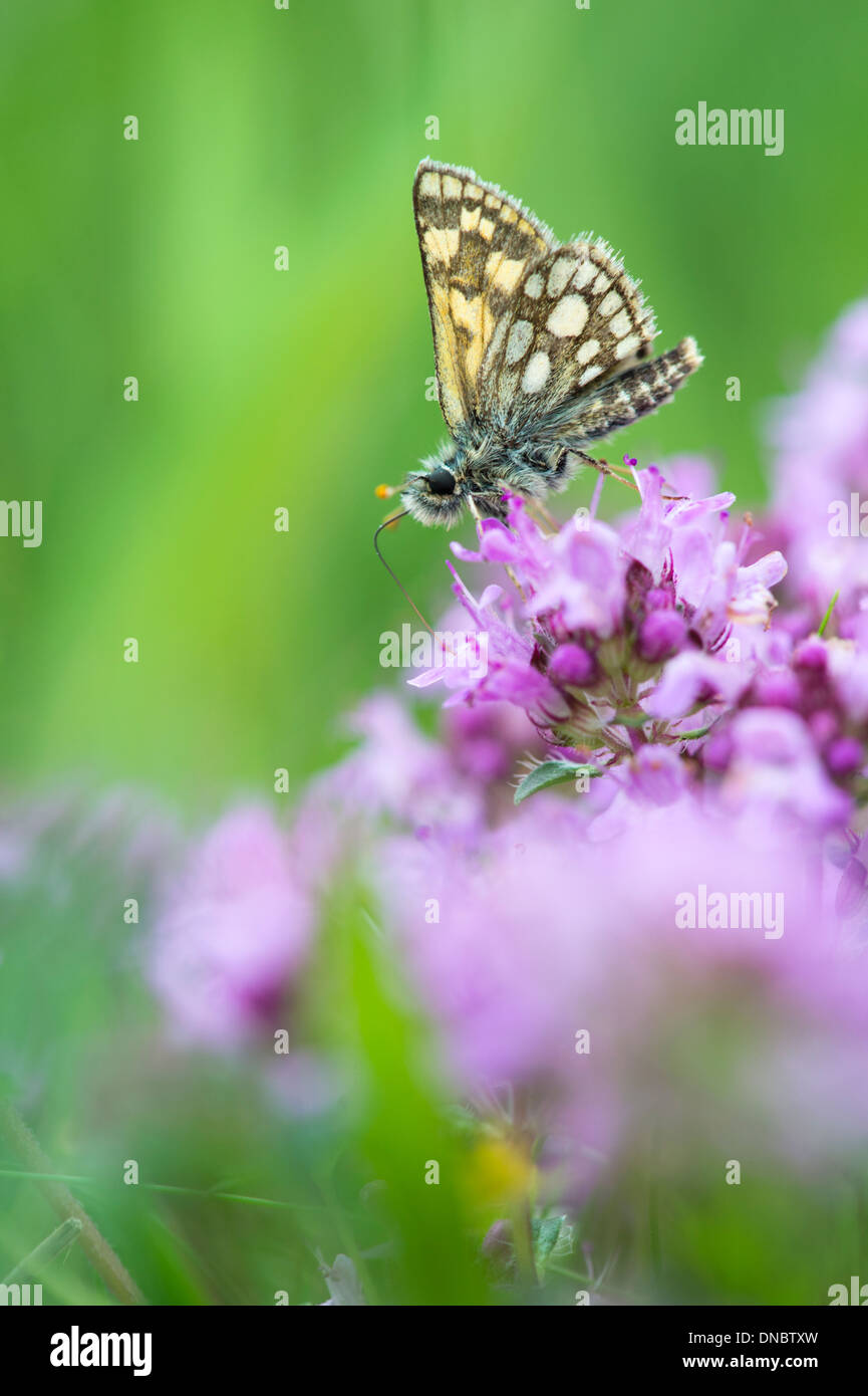 Chequered Skipper Butterflies High Resolution Stock Photography and ...
