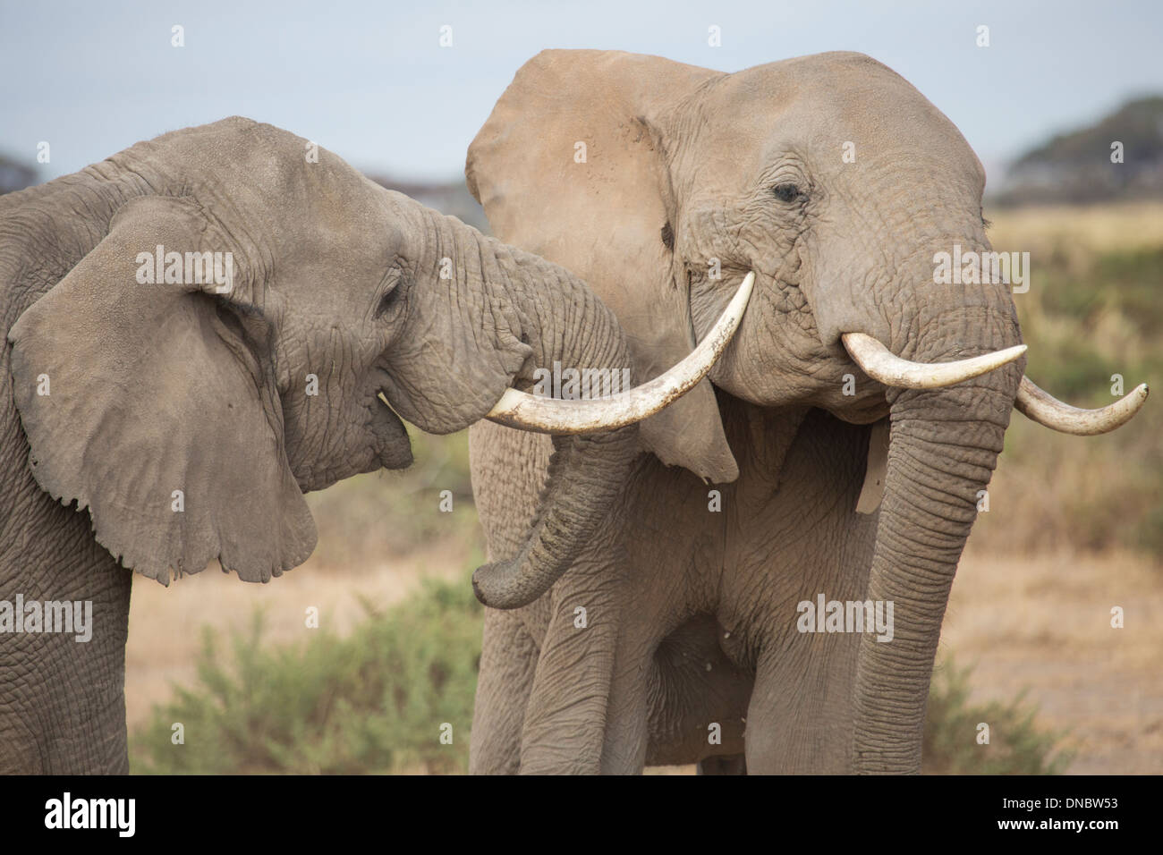 Ouch hi-res stock photography and images - Alamy