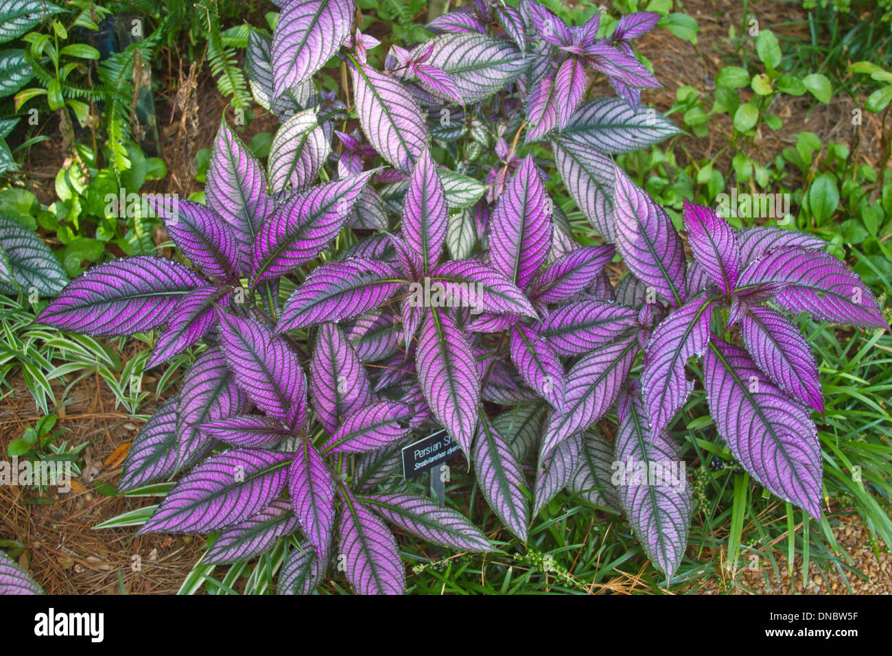 Persian Shield Plant Stock Photos & Persian Shield Plant Stock Images ...