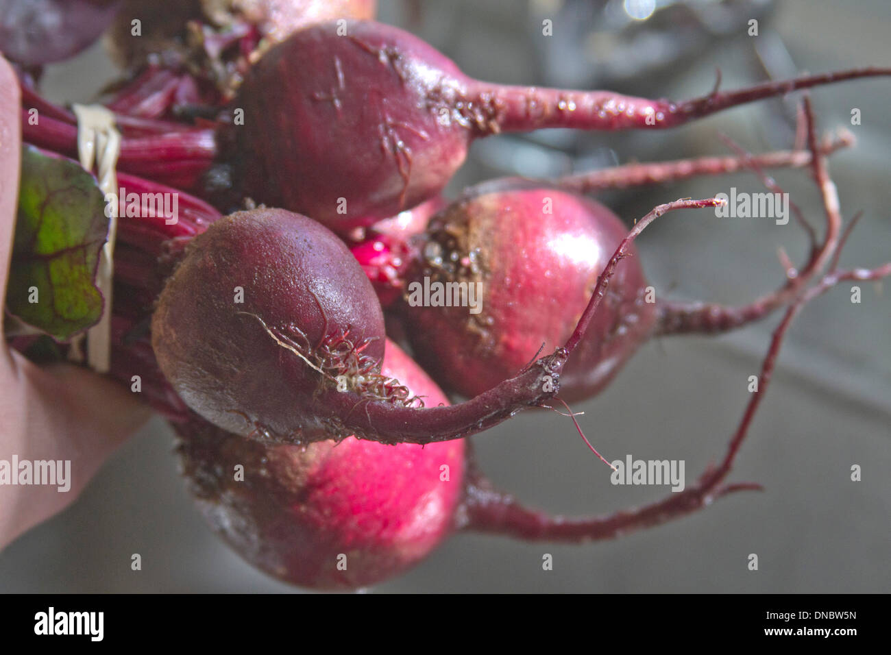Spherical roots hi-res stock photography and images - Alamy