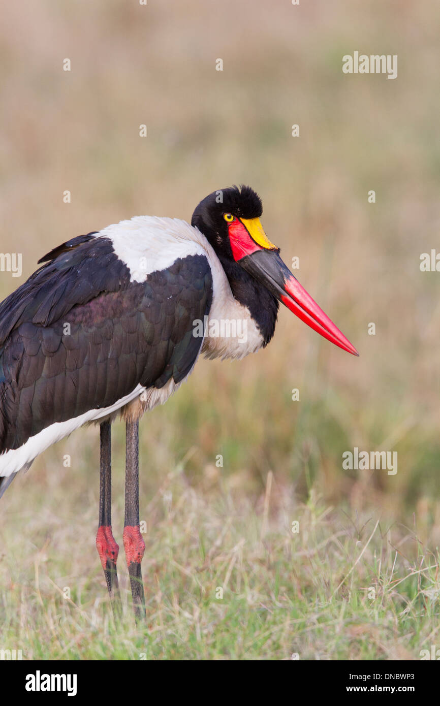 Saddle Bill Stork in Kenya Stock Photo - Alamy