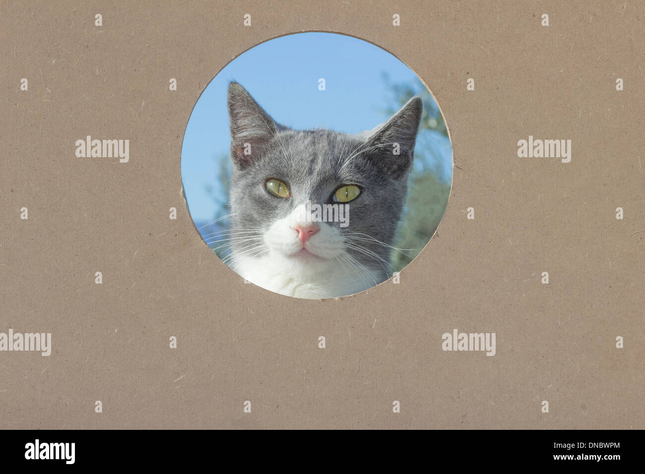 Cat hole hi-res stock photography and images - Alamy