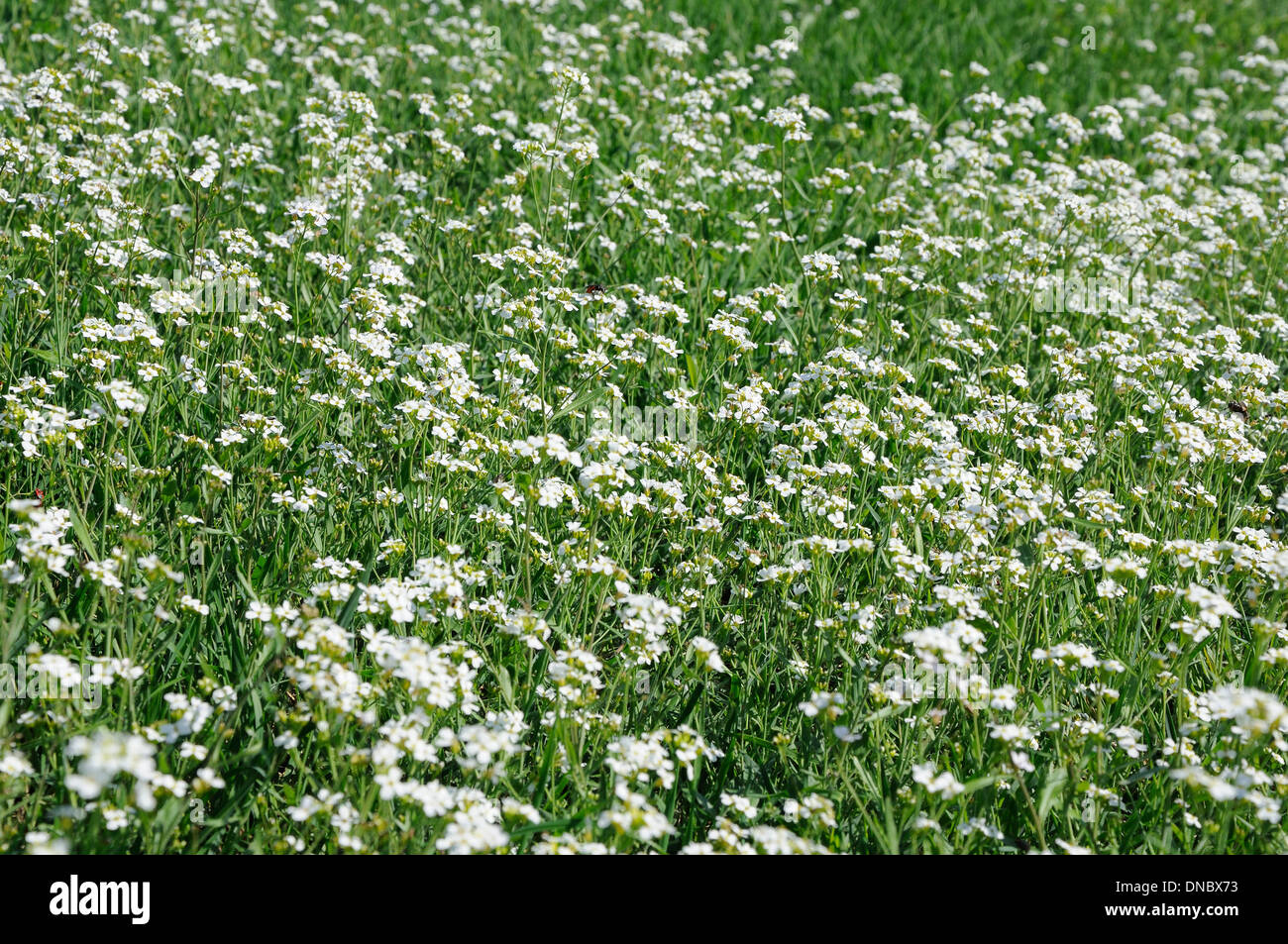 White flowers grass hi-res stock photography and images - Alamy