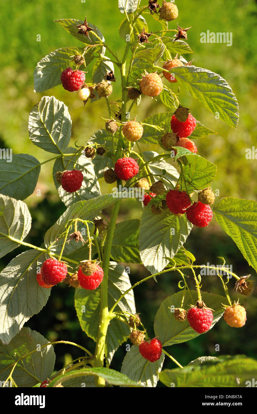 Plant raspberry stem hi-res stock photography and images - Alamy