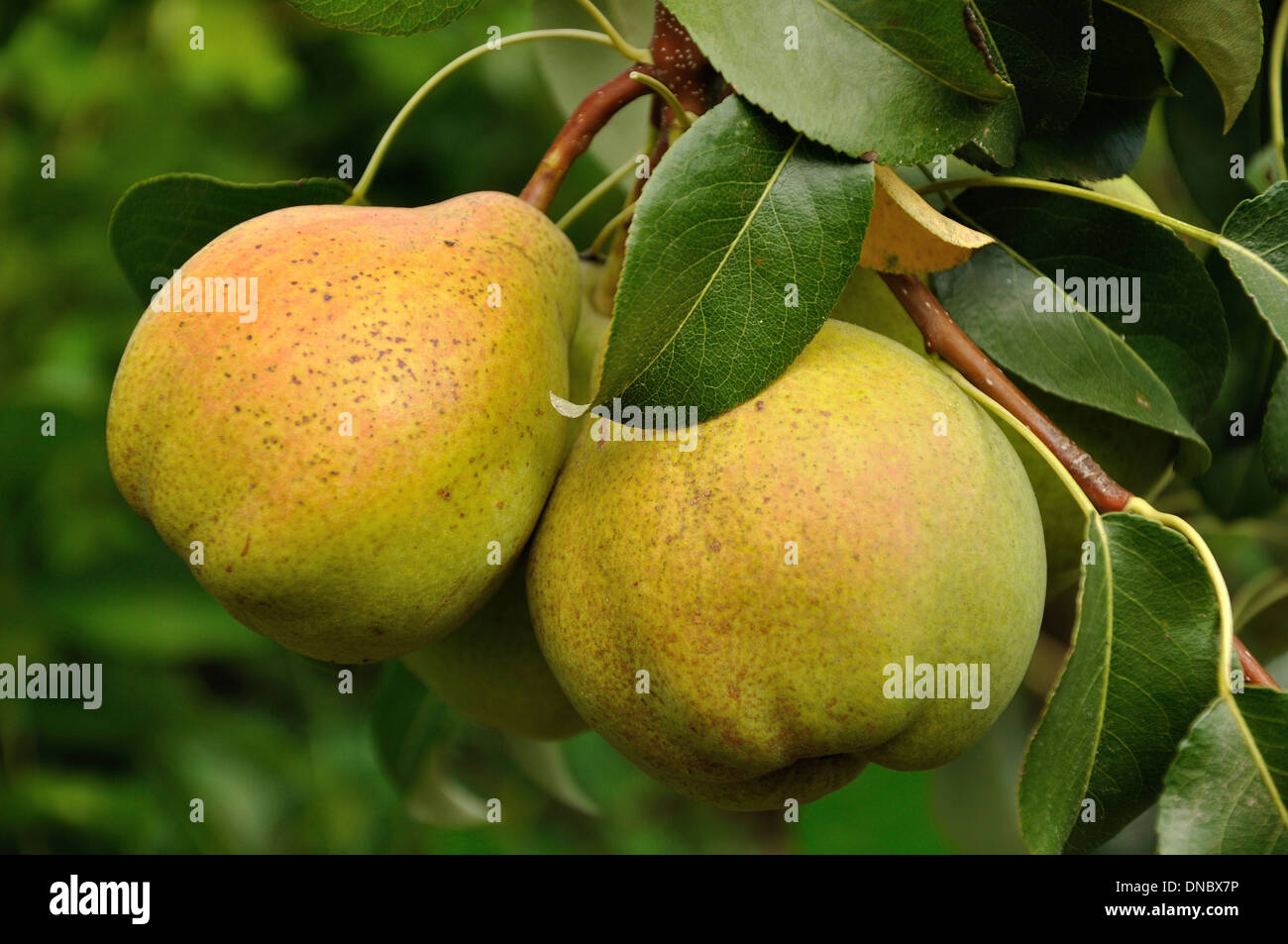 Two fruit on tree hi-res stock photography and images - Alamy
