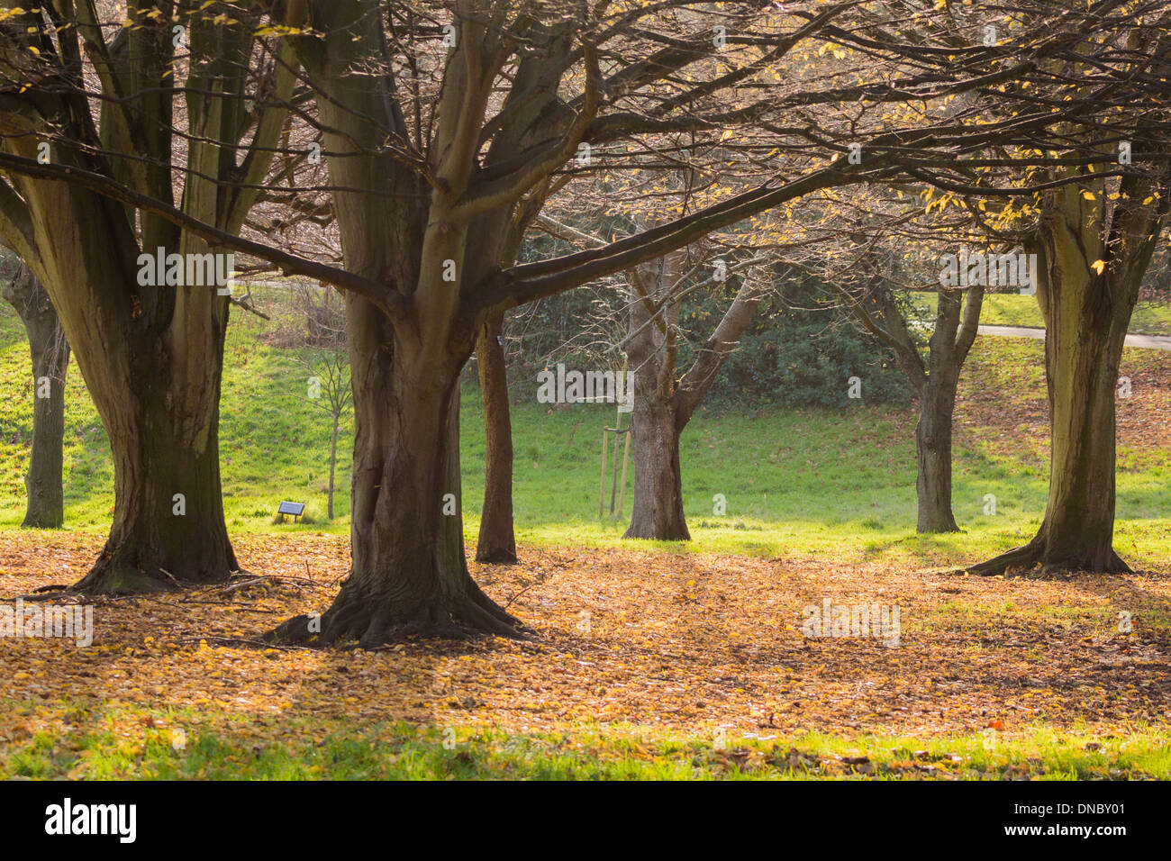 Tree trunk branch hi-res stock photography and images - Alamy