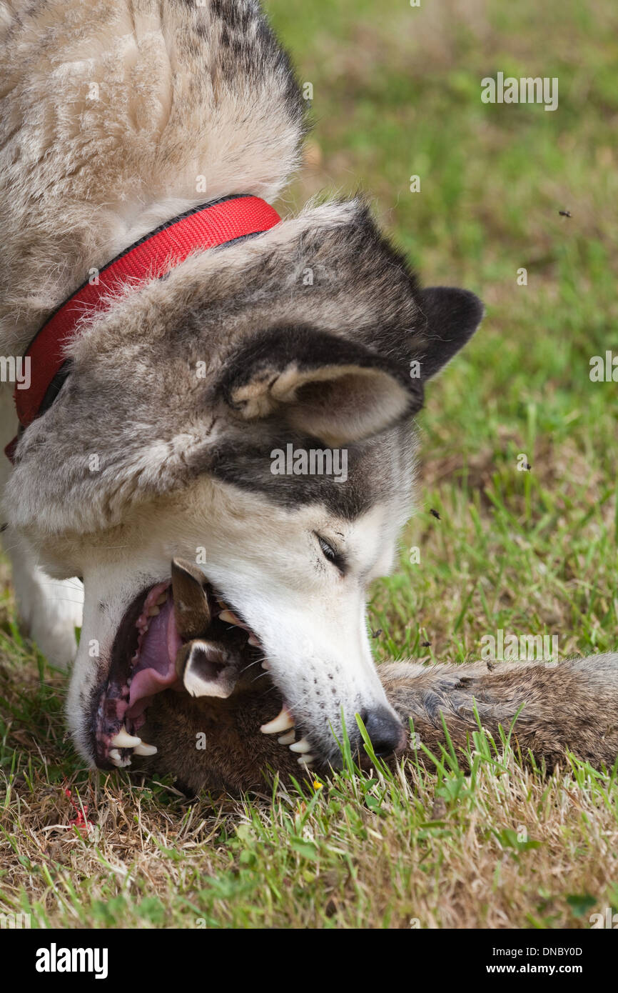 Domestic Dog, breed; Siberian Husky (Canis lupus familiaris), using ...