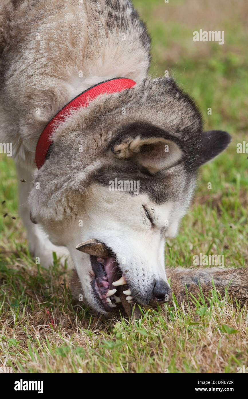 Domestic Dog, breed; Siberian Husky (Canis lupus familiaris), using ...