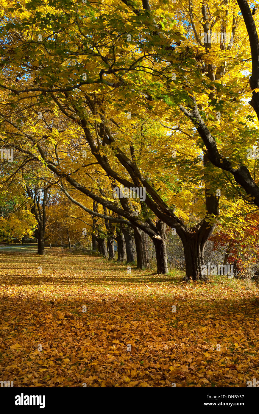 Maple trees produce dramatic autumn foliage in New England Stock Photo ...