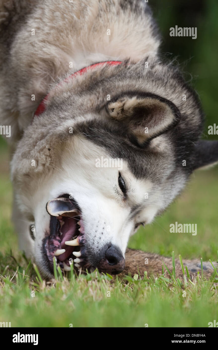 Siberian Husky (Canis lupus familiaris). With a Rabbit just caught and ...