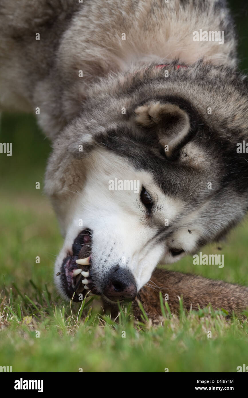 Siberian Husky (Canis lupus familiaris). With a Rabbit just caught and ...