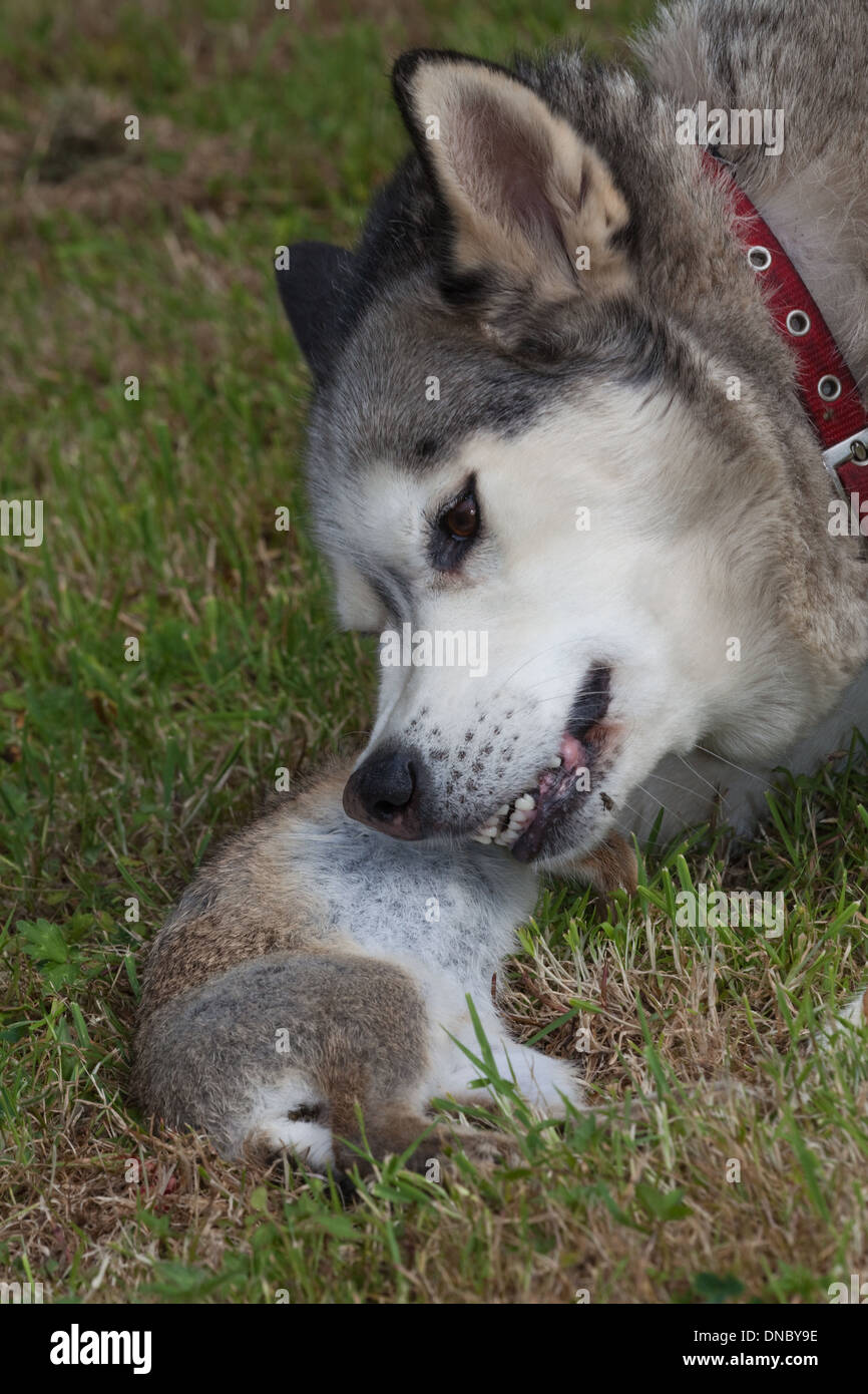 How Do Siberian Husky Hunt