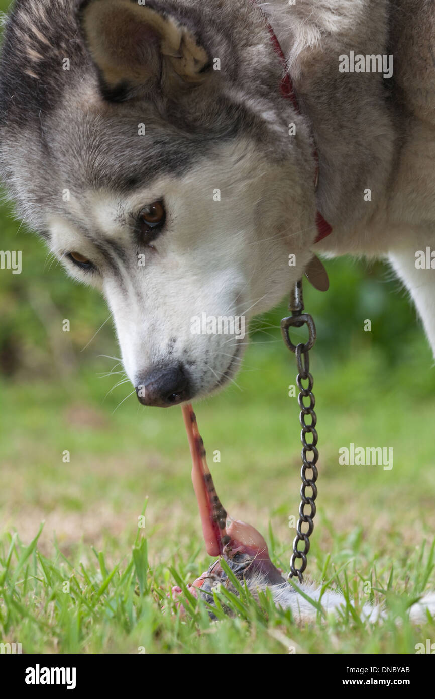 Siberian Husky (Canis lupus familiaris). About to eat intestines of a ...