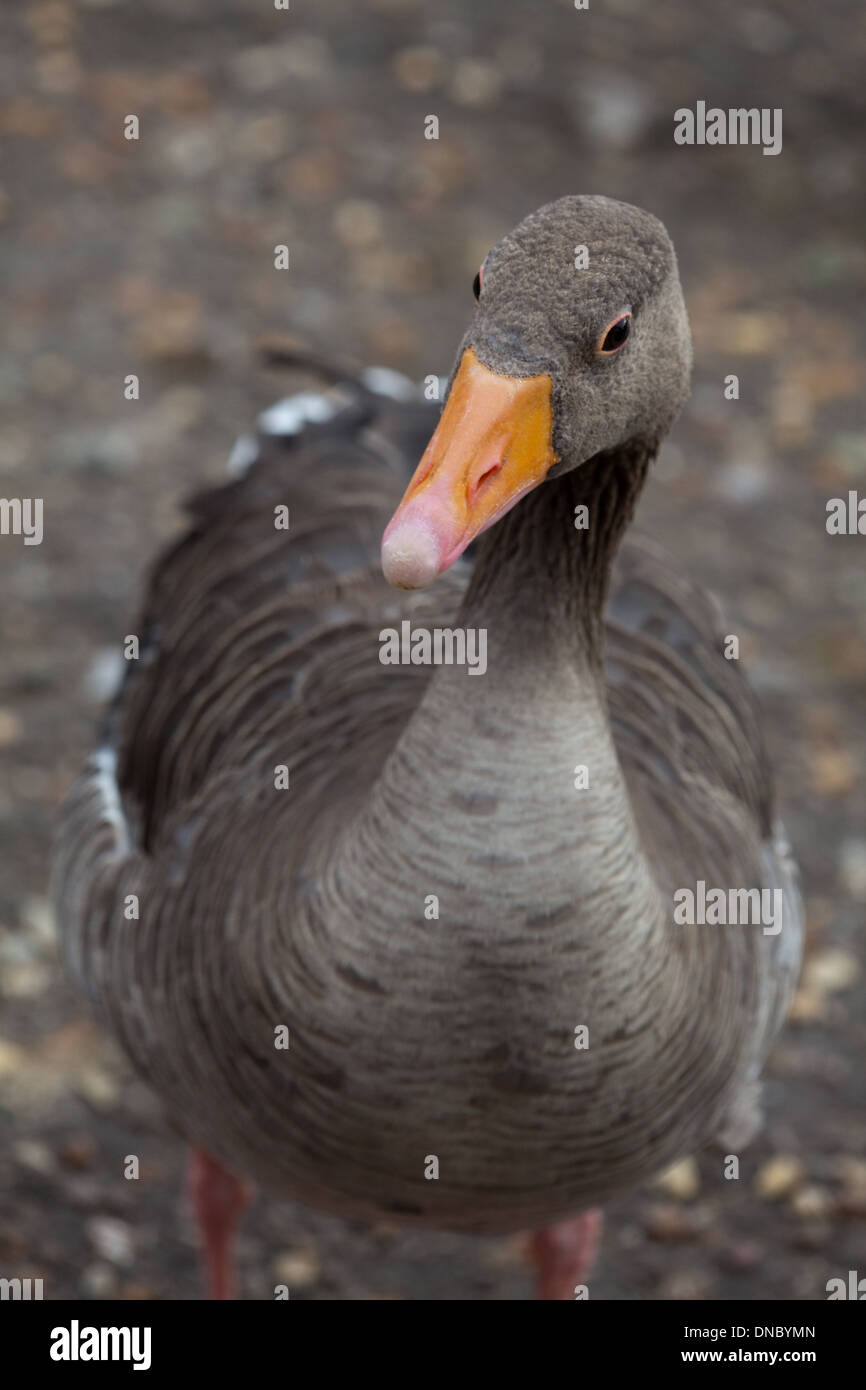 Greylag Goose (Anser anser). Portrait showing massive bill, capable of ...