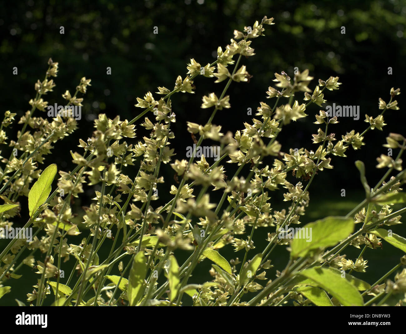 Salvia sage seed hi-res stock photography and images - Alamy
