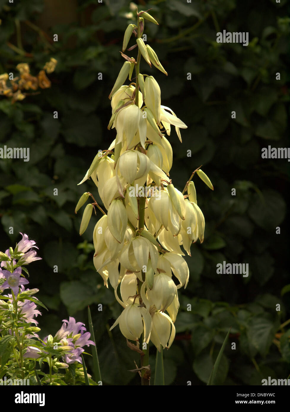 Tall yucca flower stem against dark background Stock Photo - Alamy