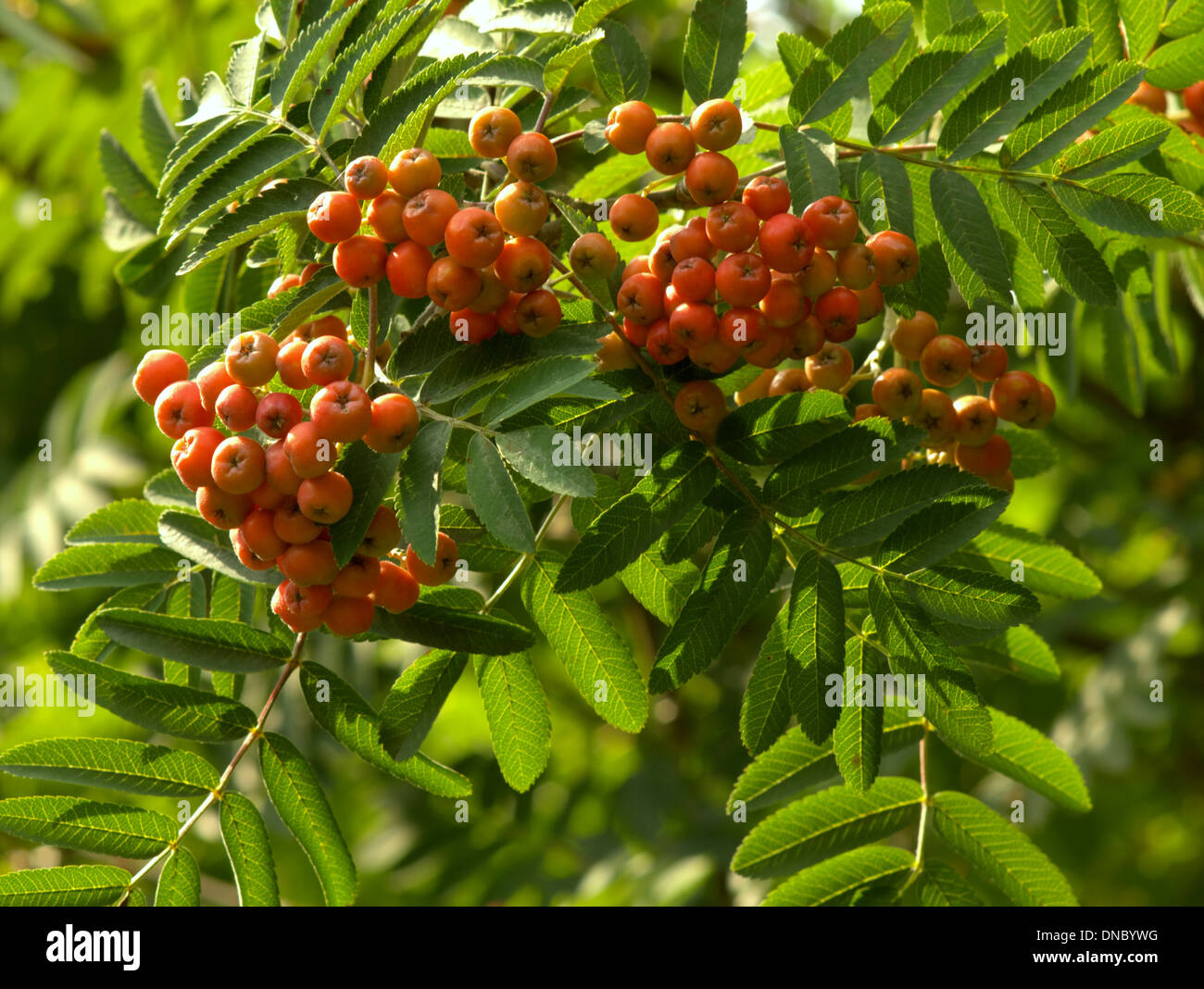 Small orange berries hi-res stock photography and images - Alamy